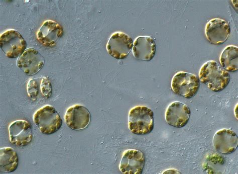 Discovery New Tech Aids Understanding Of The Oxygen