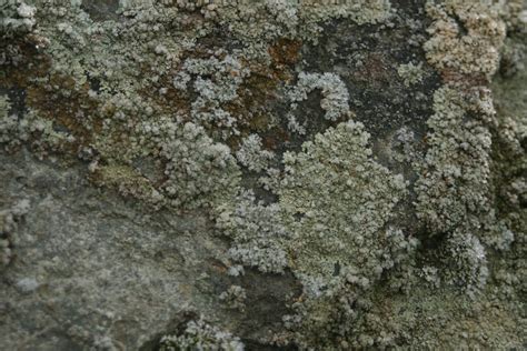 Texture Lichens Lichen Free Photo On Pixabay Pixabay