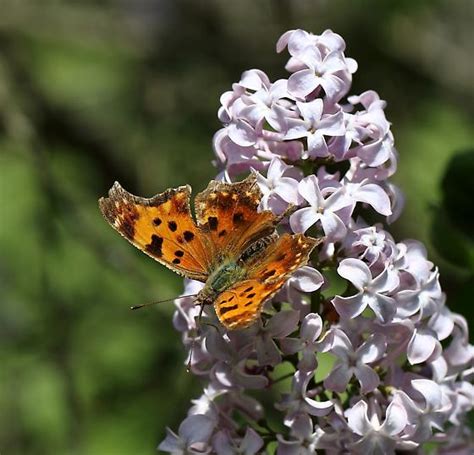 Polygonia Comma Bugguide