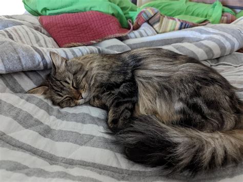 Izzy Won T Let Me Make The Bed Scrolller