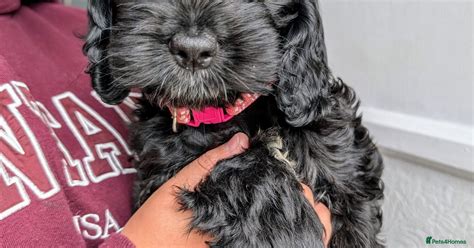 F1 Toy Show Cockapoo Fully Dna Health Testclear For Sale In Maryport