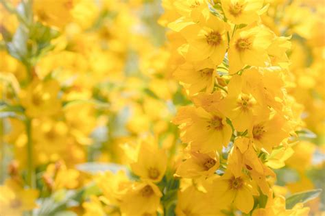 배경 화면 작은 가지 꽃잎 나무 꽃 피는 식물 서브 덤불 야생화 낙엽 겨자 및 양배추 가족 Winter Jasmine 연간 공장 식물 줄기 마호가니아