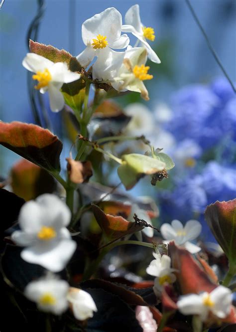Garden Calendar