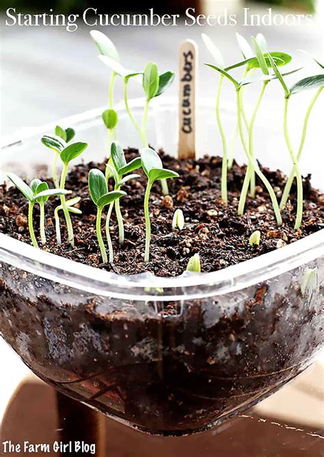 How To Start Cucumber Seeds Indoors Step By Step