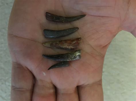 Pterodactyl Tooth Fossil Set For Sale Amazing Relics