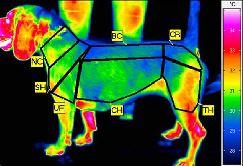 Figure 1 From Changes In Body Surface Temperature Associated With High