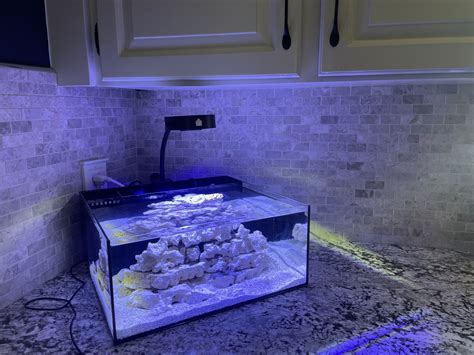 Reef Casa Pico Reef Tank Review Reef Casa