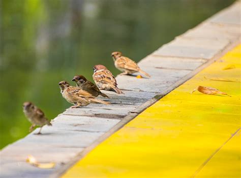 Eurasian Tree Sparrows Birds Free Photo On Pixabay Pixabay