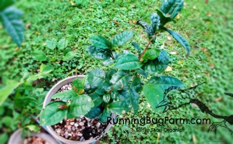 Living Better Than Organic RUNNING BUG FARM