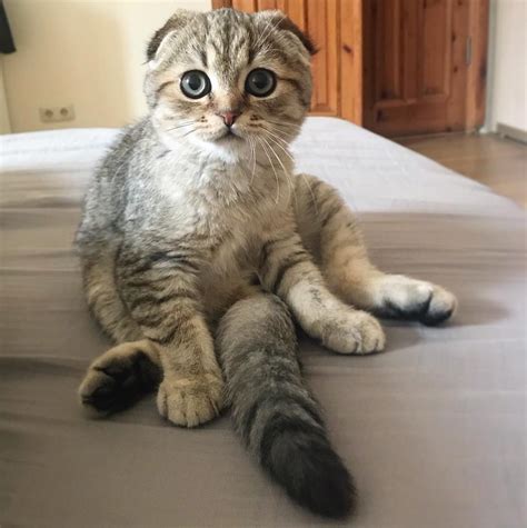 Кот Шотландец Вислоухий Фото — Картинки