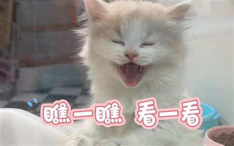 猫 Bilibilib站无水印视频解析——yiuios易柚斯