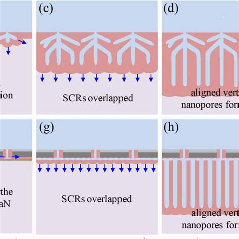 Schematic Diagrams Of Vertical Oriented Nanoporous Structures Formation Download Scientific