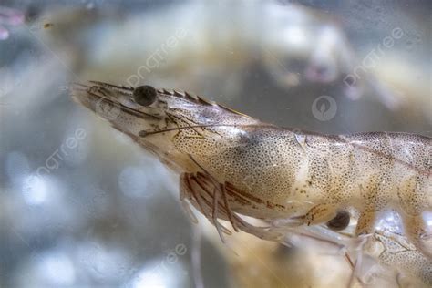 Shrimp Swimming