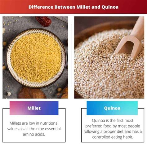 Millet Vs Quinoa Perbedaan Dan Perbandingan