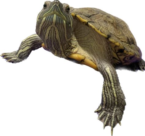 Is My Turtle Fat Rturtle