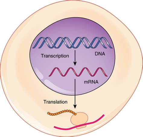 Diagram For Protein Synthesis