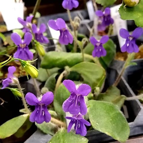 スミレイワギリソウが開花中です 山野草など植物の育て方やお庭づくりガーデニング情報のブログ 山野草の通販ならNatural