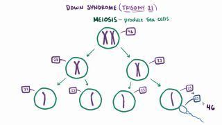 Chromosomal Aberrations What Are They Causes And More Osmosis