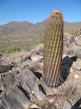 Cactus Wikipedia