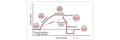 A Spr Sensogram Depicting Different Phases In A Typical Spr Experiment