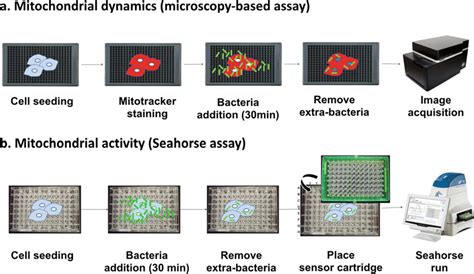 Workflow Of Cell Based Assays Workflow Of The Measurement Of Download Scientific Diagram