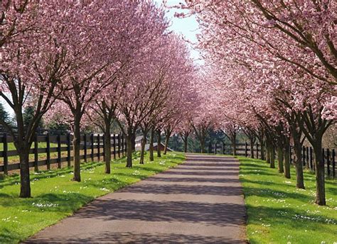 26 Best Tree Lined Driveways Images On Pinterest Landscaping