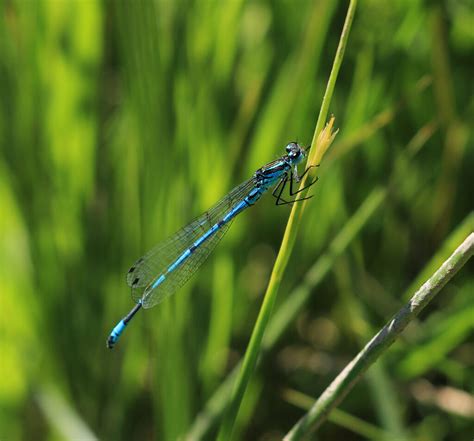 Terrestrial Invertebrates Ecology Resources