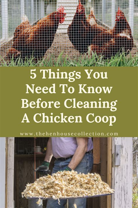 New Guide To Cleaning A Chicken Coop Backyard Chicken Farming