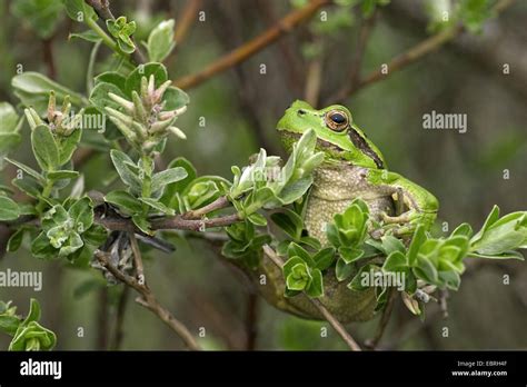 European Treefrog Common Treefrog Central European Treefrog Hyla