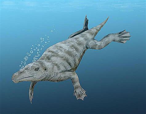 Pictures And Profiles Of Prehistoric Whales