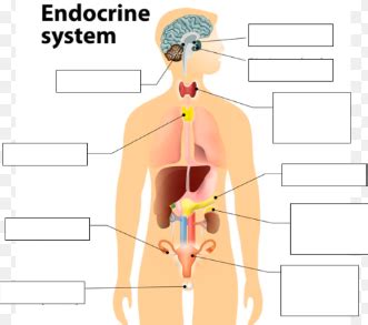 Lab Practical 1 Diagram Quizlet