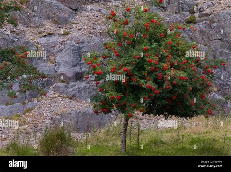 Tree With Red Leaves Stock Photo Alamy
