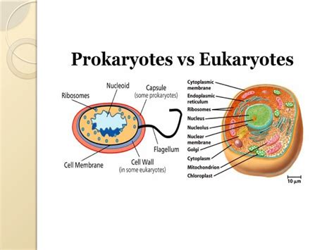 Chapter 3biology Classificationpptx Bio Pptx