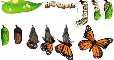 Підсумкова робота по темі Характерні риси тварин Біологія