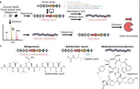 Novel Types Of Ripp Modifying Enzymes Cic R