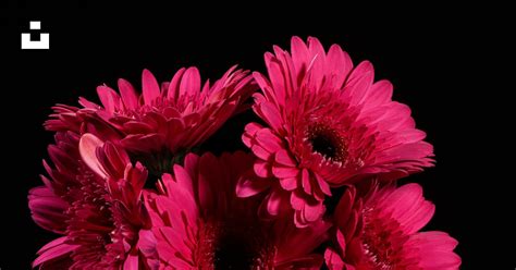 나무 테이블 위에 분홍색 꽃으로 가득 찬 꽃병 사진 Unsplash의 무료 꽃다발 이미지