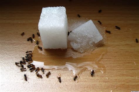 How To Get Rid Of Ants In Your Home Our Readers Suggestions Huffpost