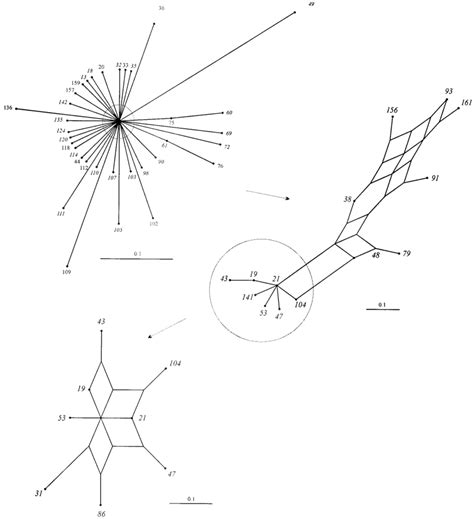 splits graphs showing the interrelationships of members of st 21