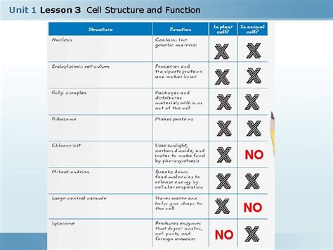 Unit 1 Lesson 3 Cell Structure And Function