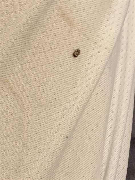 Found On My Pillow Rwhatsthisbug