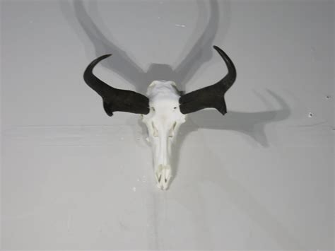 Pronghorn Antelope European Taxidermy Mount For Sale A 135e Mounts For Sale