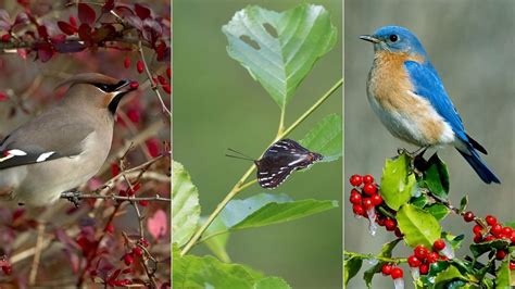 Best Evergreen Hedges For Wildlife At Kaitlyn Corkill Blog