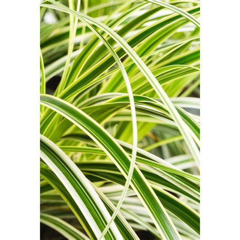 Grow By Obi Buntblättrige Segge Topf Ø 17 Cm Carex Feather Falls Kaufen