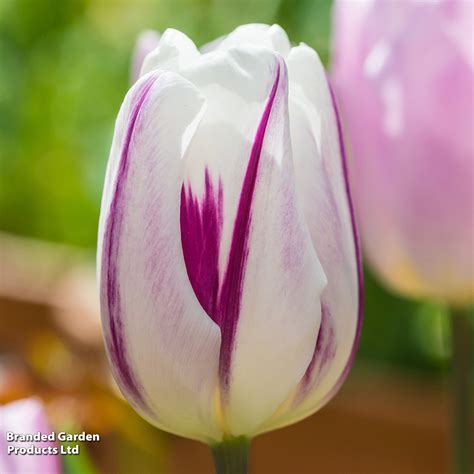 Tulip Flaming Flag Van Meuwen