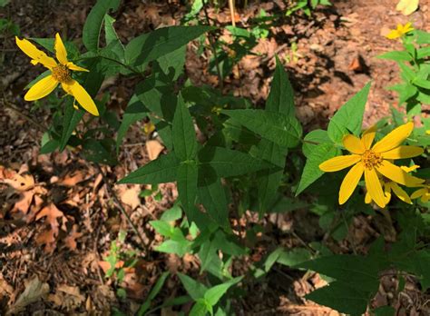 Types Of Plants In A Deciduous Forest At Heidi Burkholder Blog