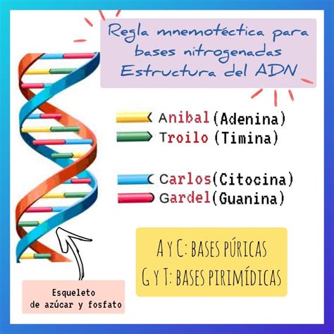 Adn Regla Mnemotécnica Bioquímica Biología Adn