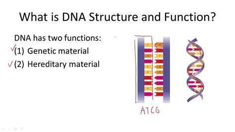 Dna Structure And Function Youtube