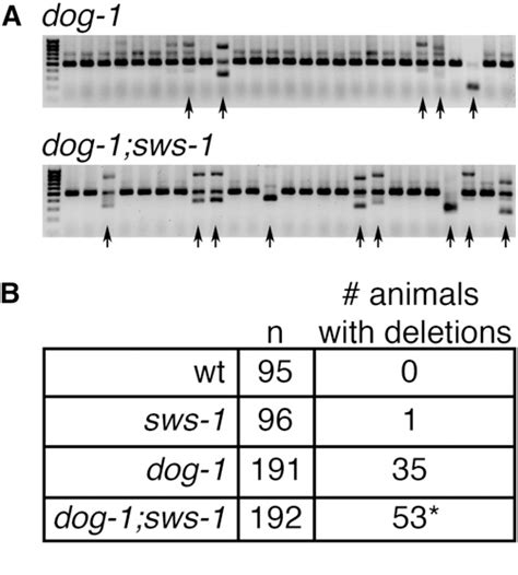 Figure 4 From Promotion Of Homologous Recombination By SWS 1 In Complex