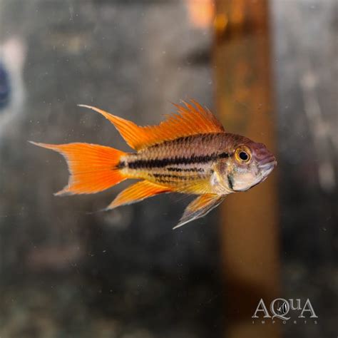 Mega Orange Cockatoo Dwarf Cichlid Apistogramma Cacatuoides Aqua