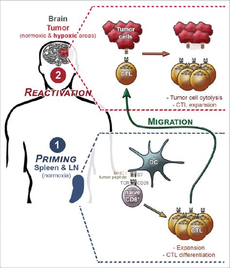 The Two Main Steps In A Cd8 C T Cell Response Against A Solid Tumor